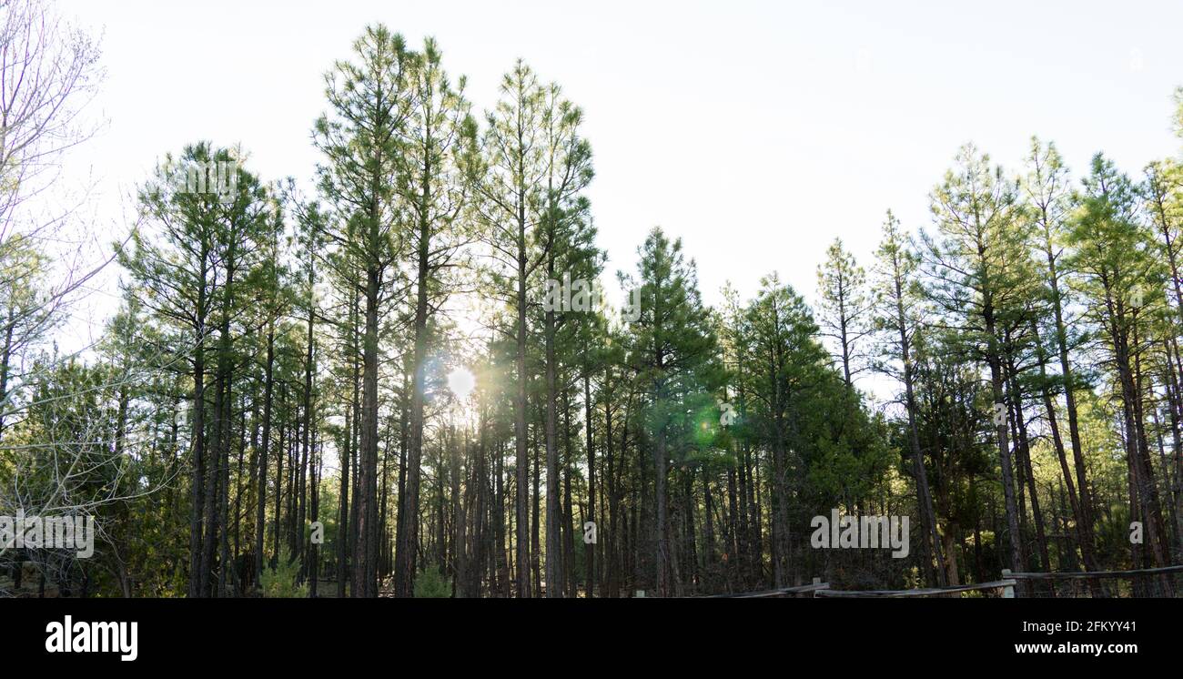 Morning sun shining through pine trees Stock Photo - Alamy