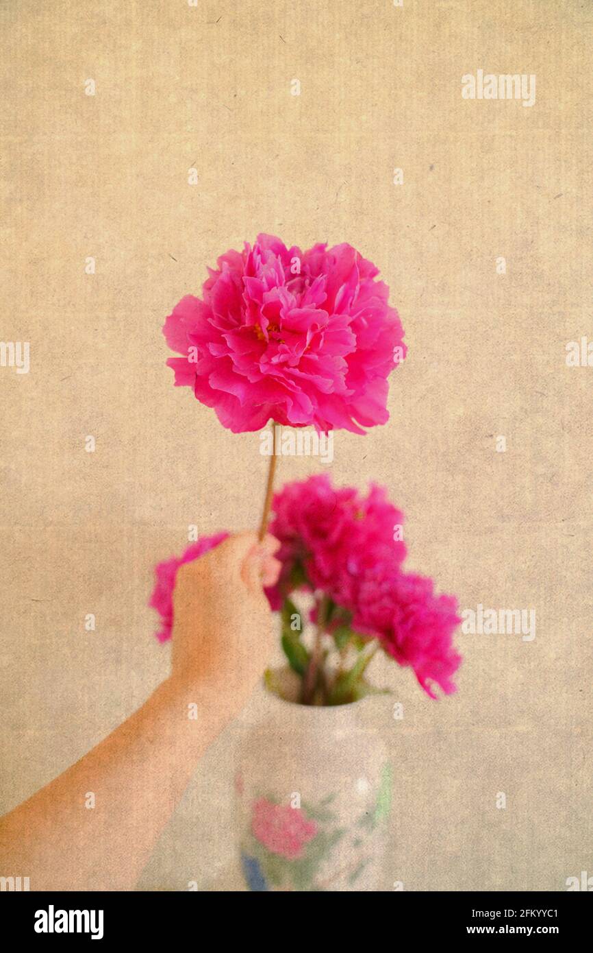 Peony is the national flower of China Stock Photo - Alamy