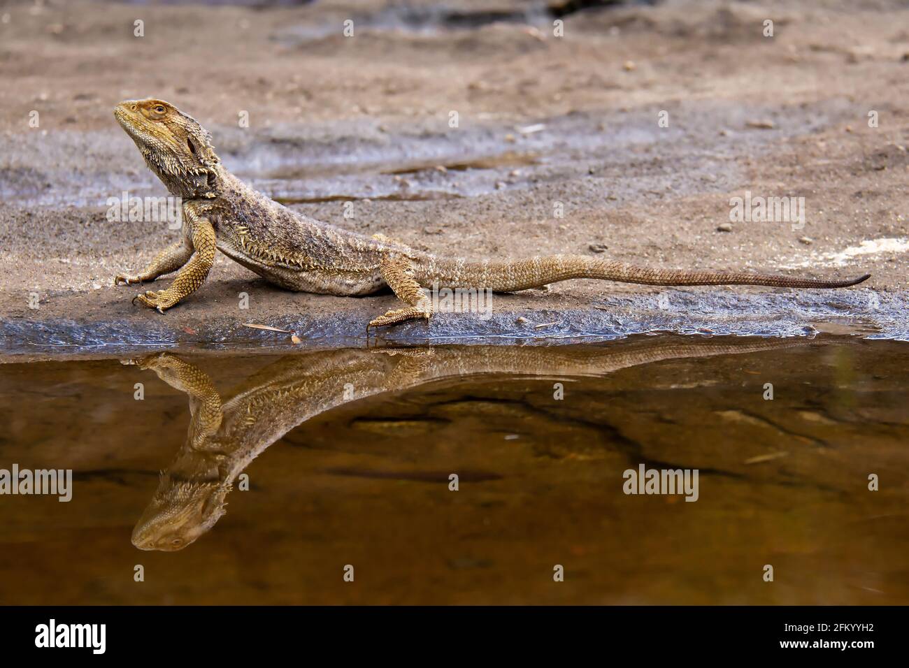 Central Bearded Dragon with reflection in pool Stock Photo - Alamy