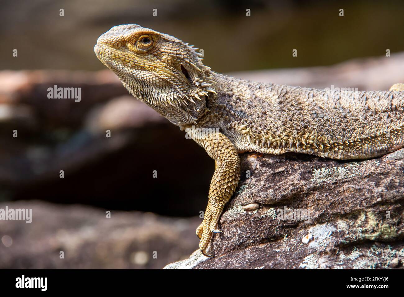 Bearded dragon on rock hi-res stock photography and images - Alamy