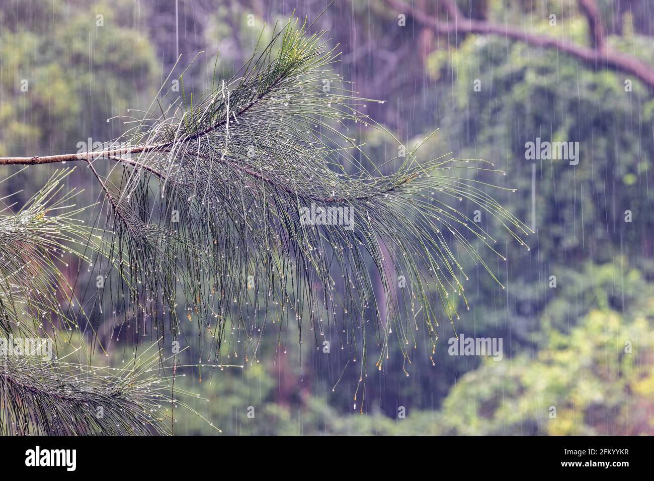 Rain drops on casuarina hi-res stock photography and images - Alamy