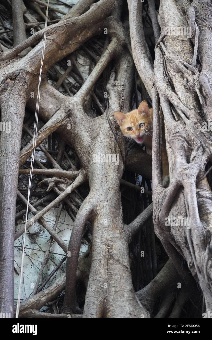 Vertical shot of a young cat on the revealed roots of a tree Stock ...