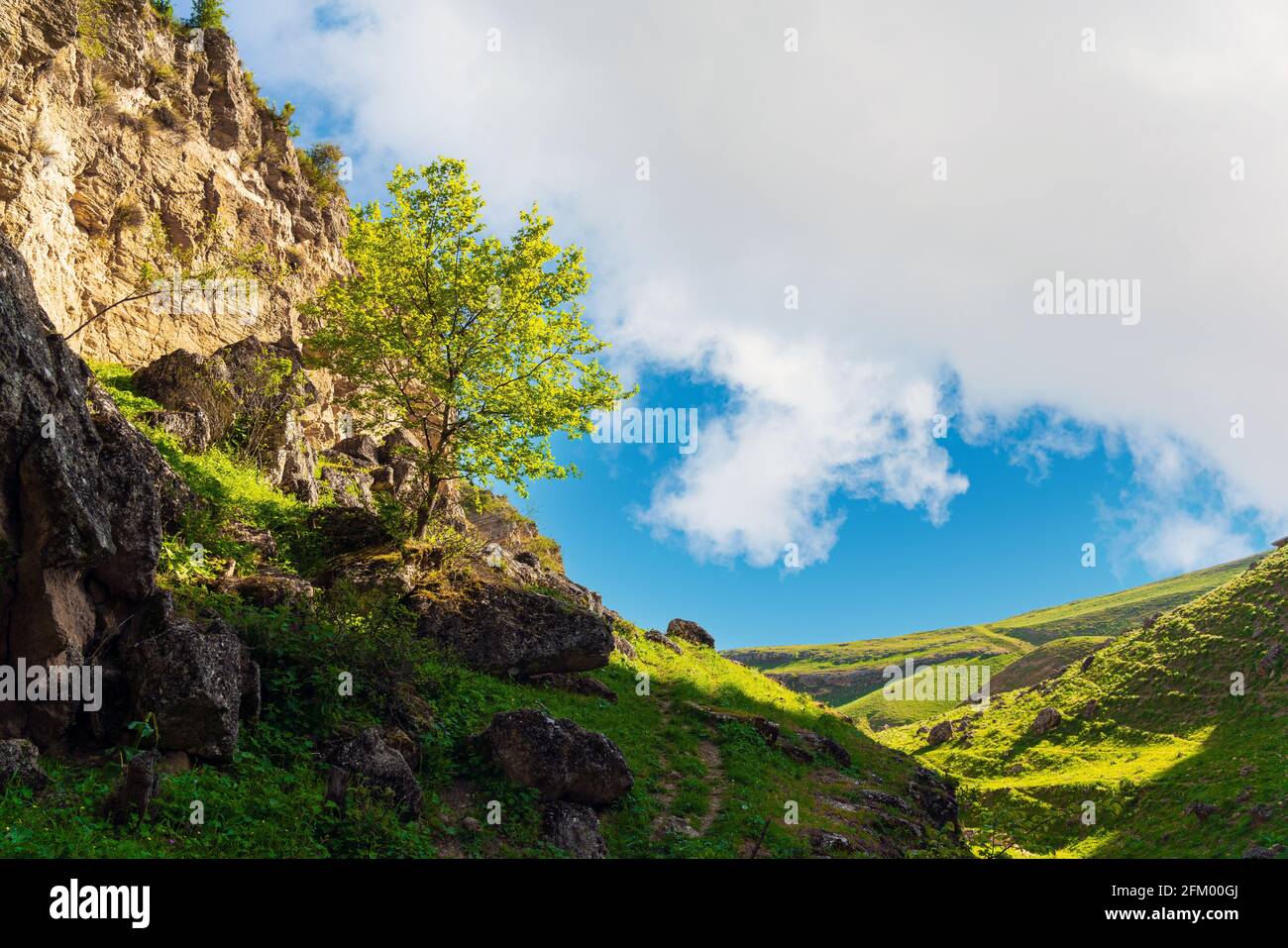 Tree grass slope hi-res stock photography and images - Alamy