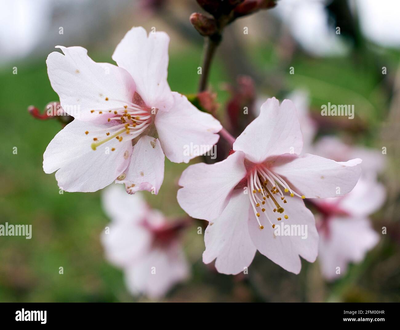 A cherry blossom Prunus flowers in closeup Stock Photo - Alamy