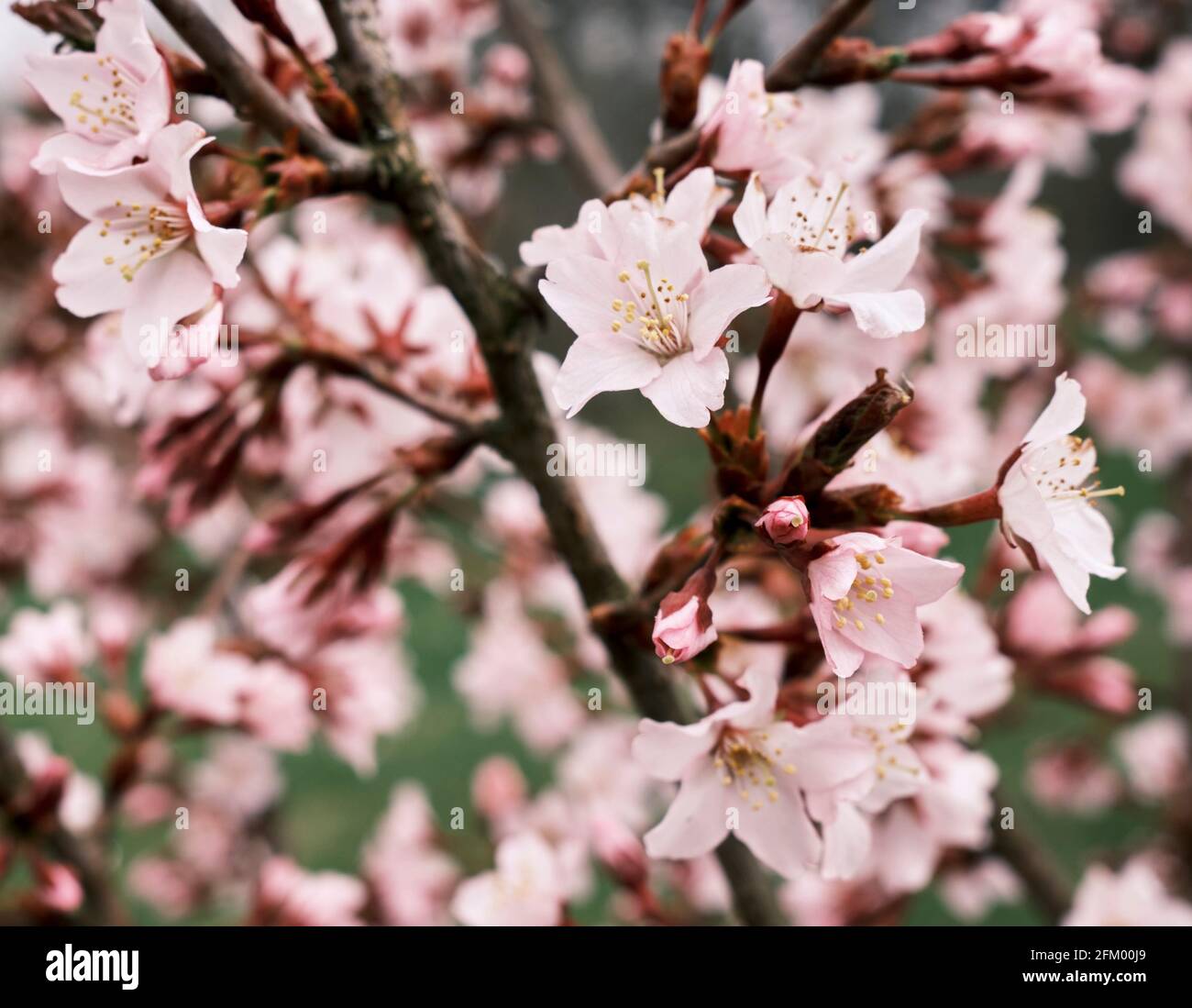 A cherry blossom Prunus flowers in closeup Stock Photo - Alamy