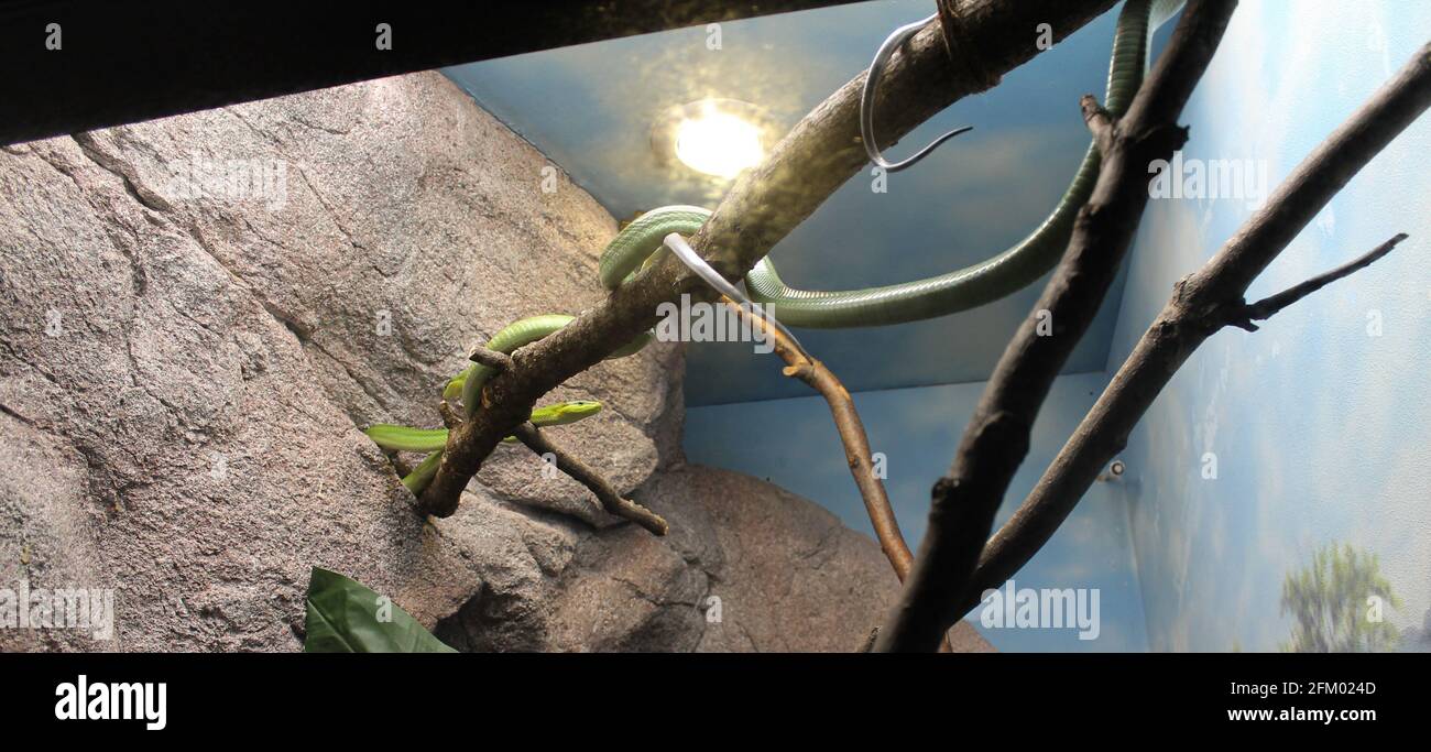 Snake at zoo hi-res stock photography and images - Alamy
