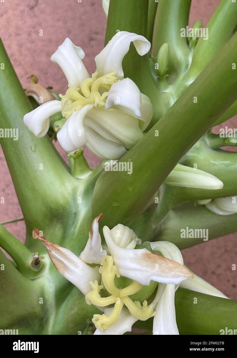 Close-up of the papaya, Carica papaya, female flower Stock Photo - Alamy