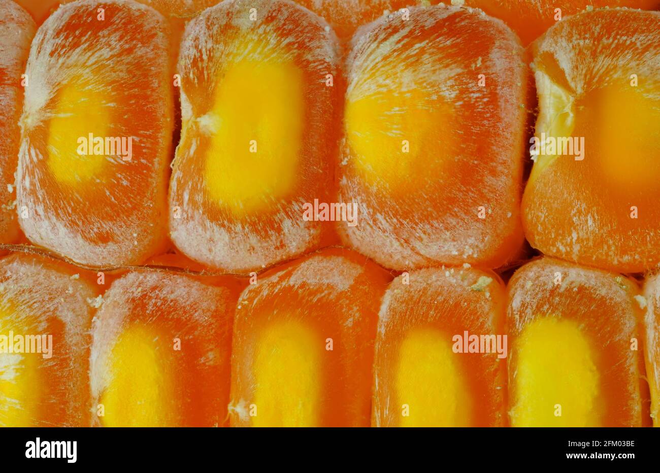 Incomplete corn kernels in the closu corner up close Stock Photo - Alamy