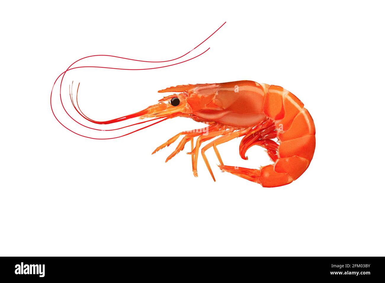 One whole cooked prawn isolated on white background Stock Photo - Alamy