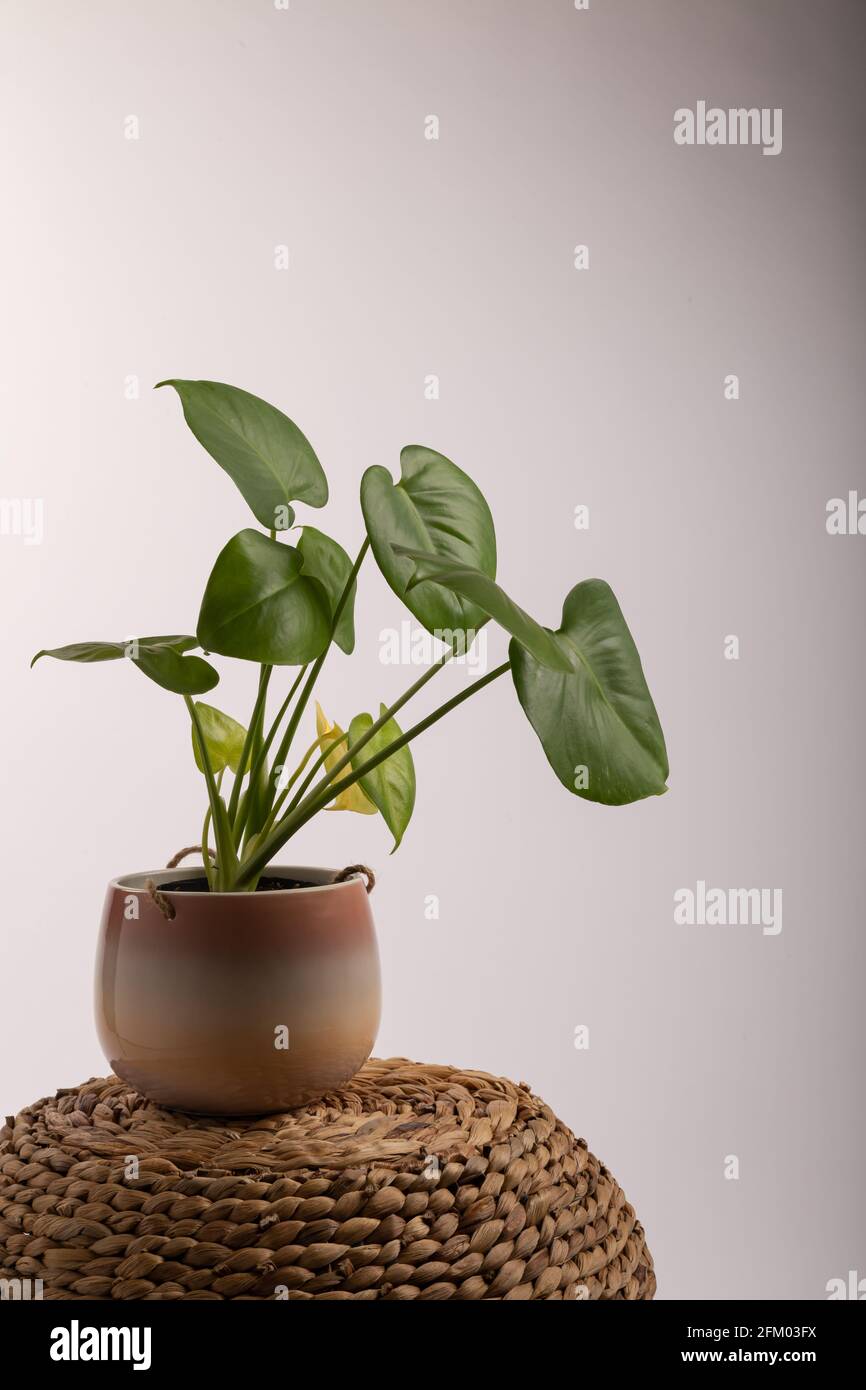 indoor green plants Stock Photo - Alamy