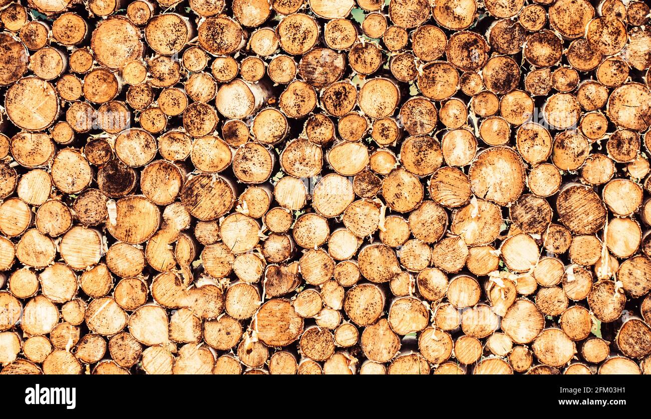 Tree stumps background. Pieces of teak wood stump background. Round ...