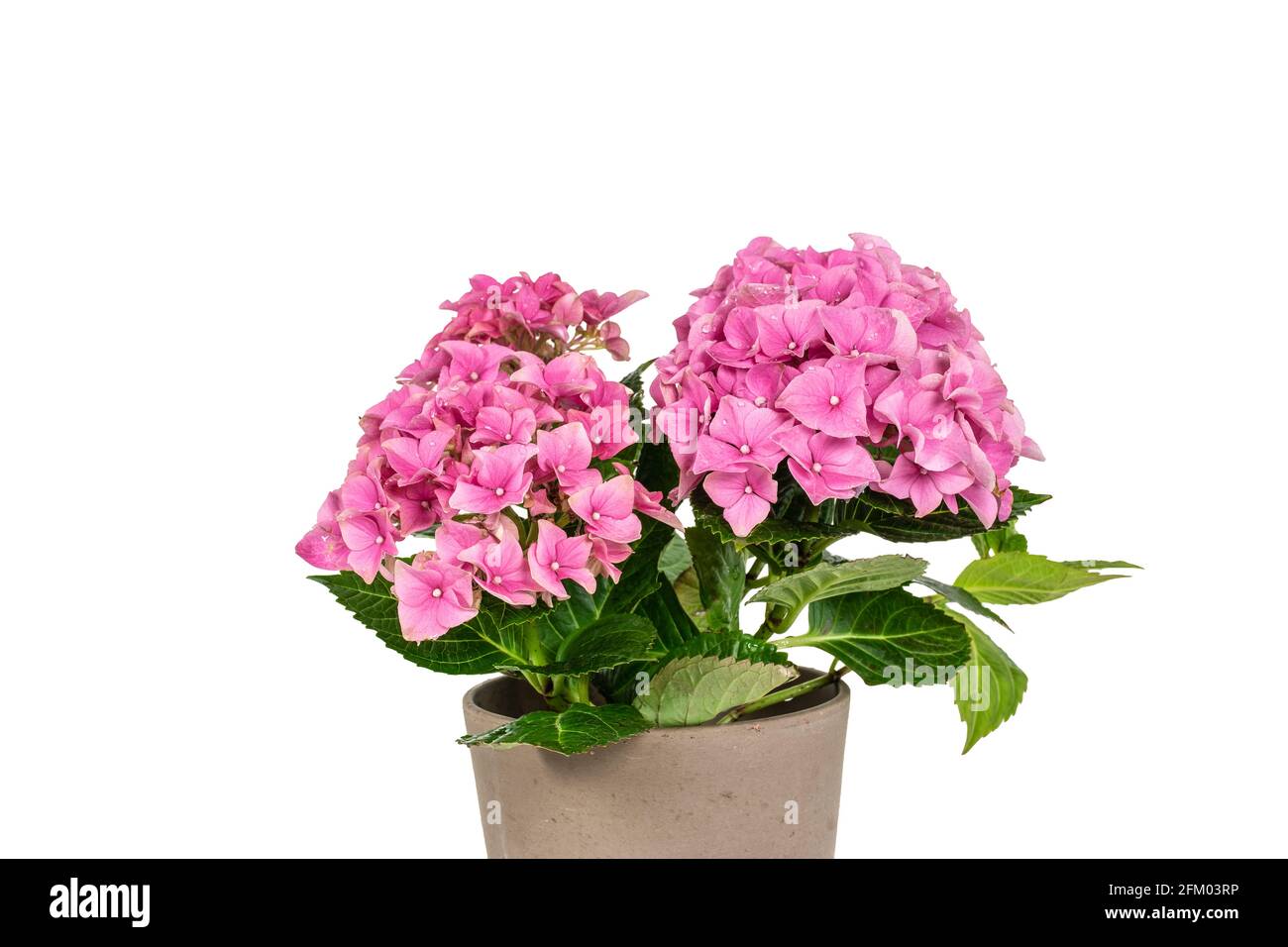 Pink Hydrangea in pot. Hydrangea Macrophylla Stock Photo - Alamy