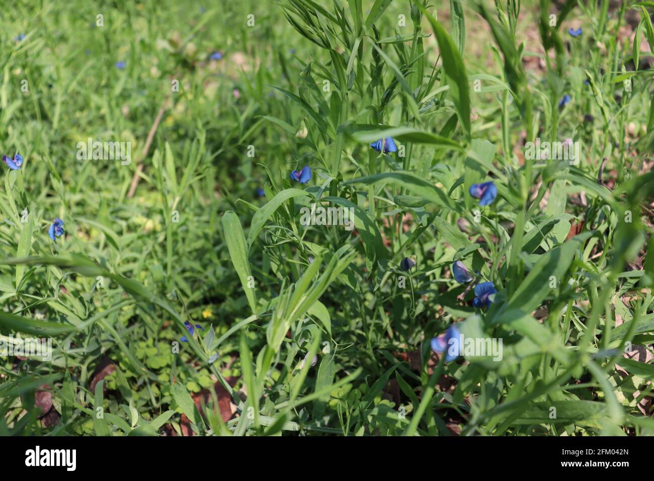 White pea lathyrus sativus hi-res stock photography and images - Alamy