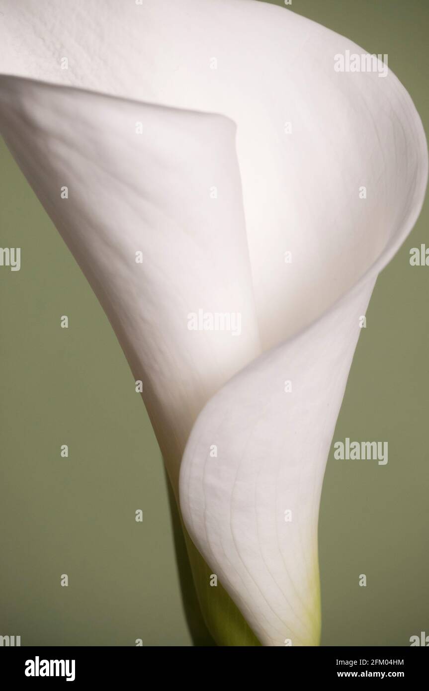 Calla lily flower close up shot local focus Stock Photo - Alamy