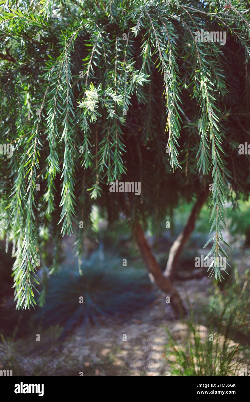 native Australian callistemon viminalis (weeping bottlebrush) tree ...