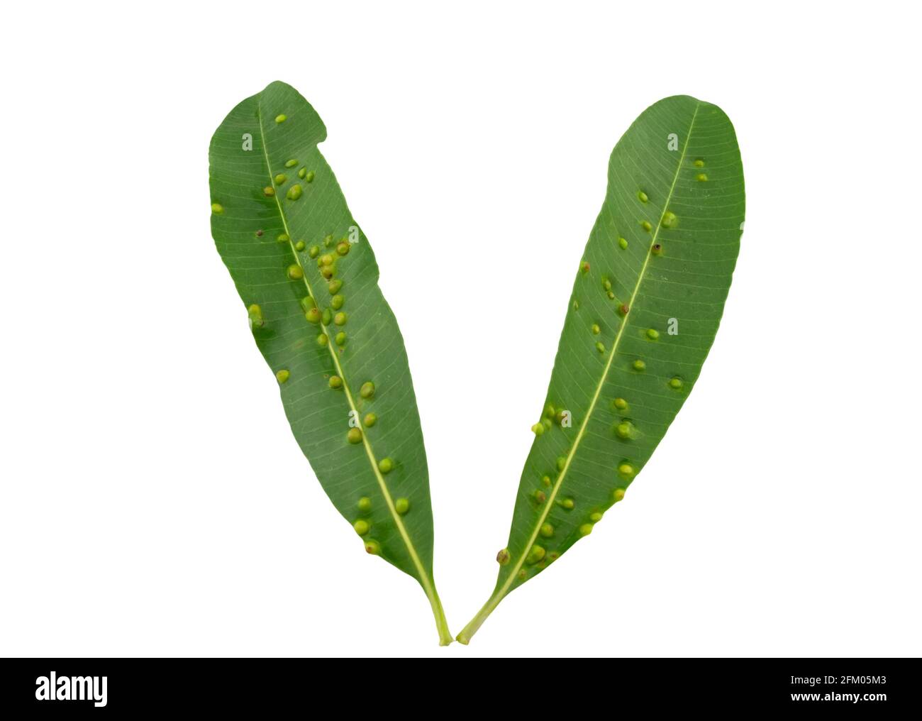 Devil tree hi-res stock photography and images - Alamy