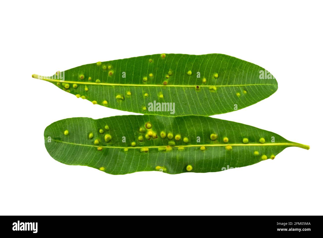Close up green leaf of Blackboard Tree, Devil Tree, Alstonia scholaris ...