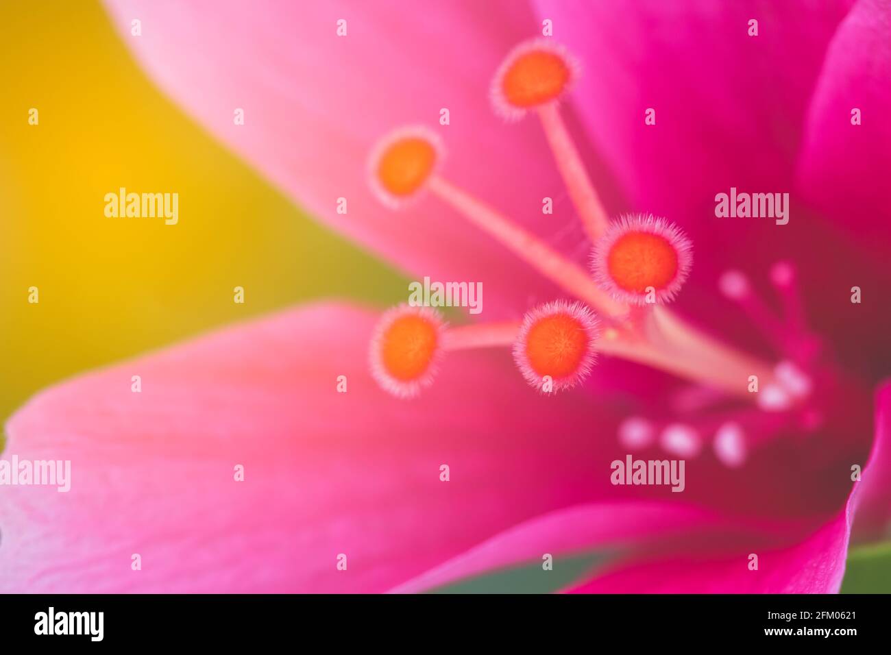 Close up pink Chinese Rose, Chinese Hibiscus on morning light Stock ...
