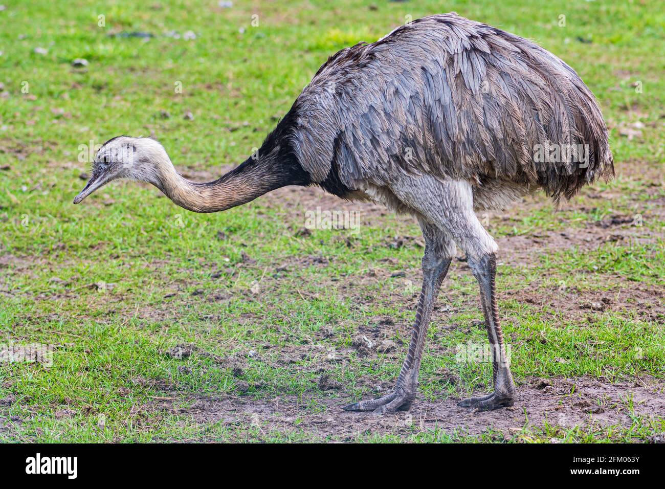 Greater rhea, species of flightless bird native to eastern South ...