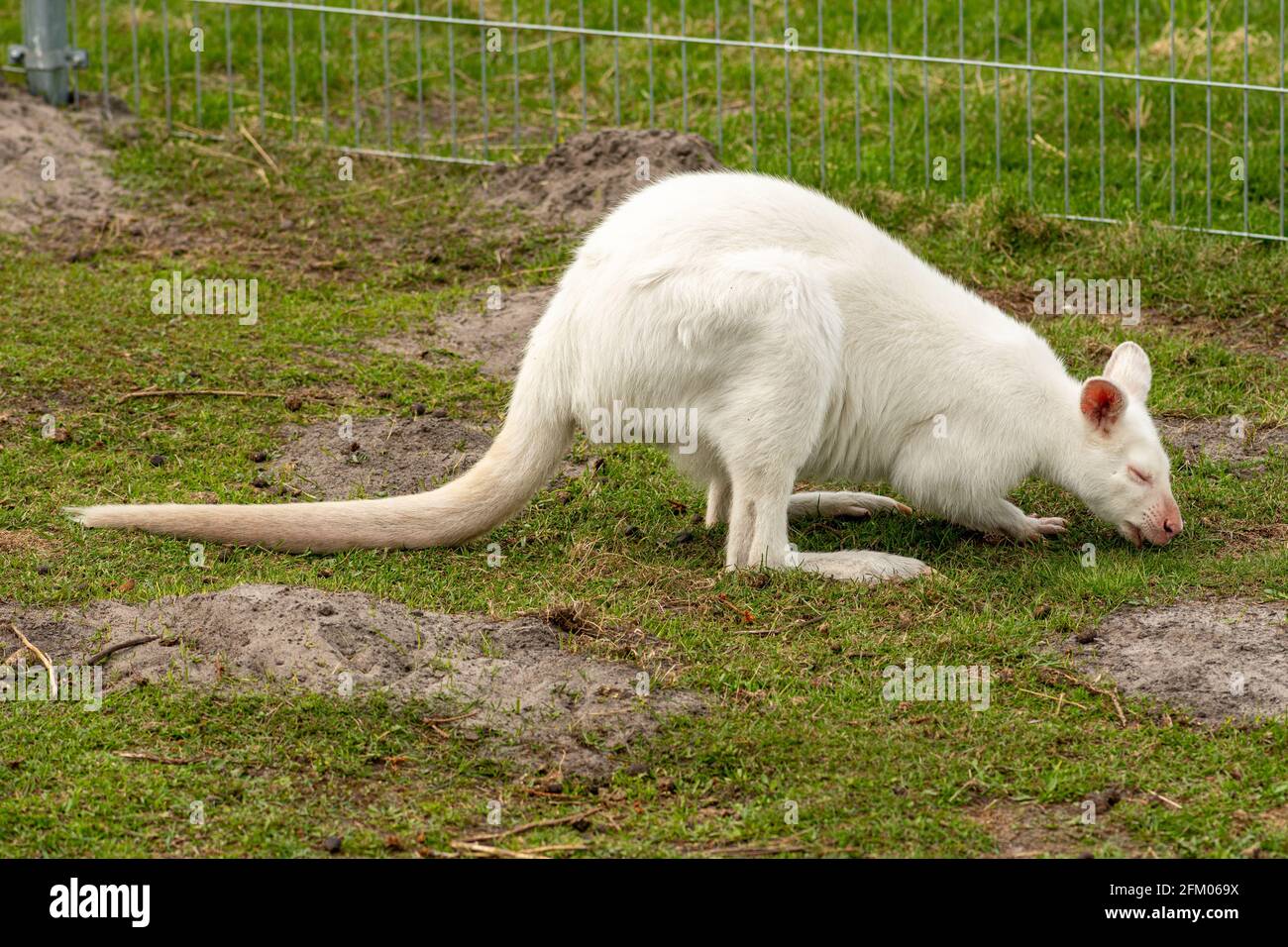 Extremely rare albino white kangaroo, close up Stock Photo - Alamy