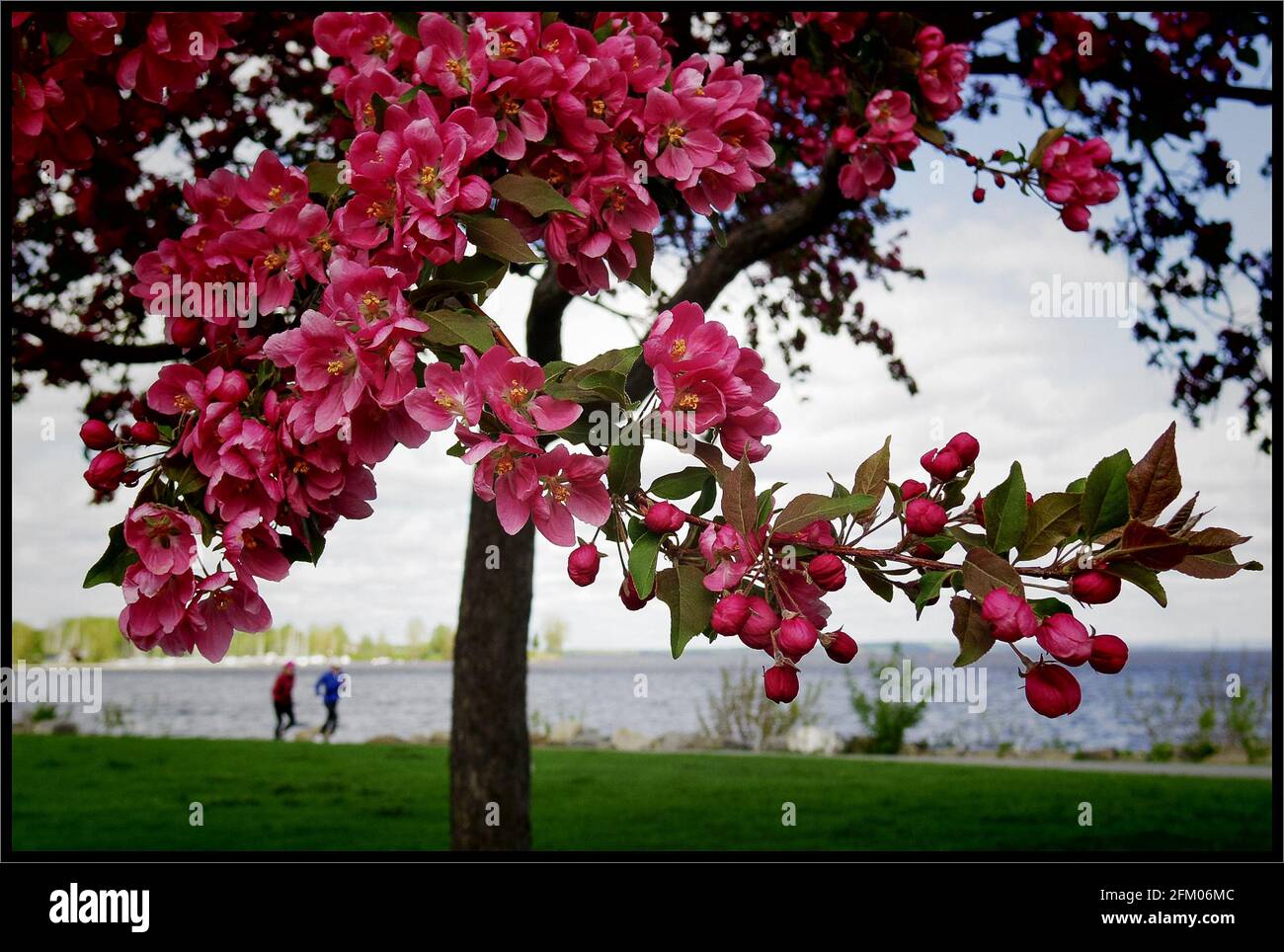 Pink flowers on a tree hi-res stock photography and images - Alamy