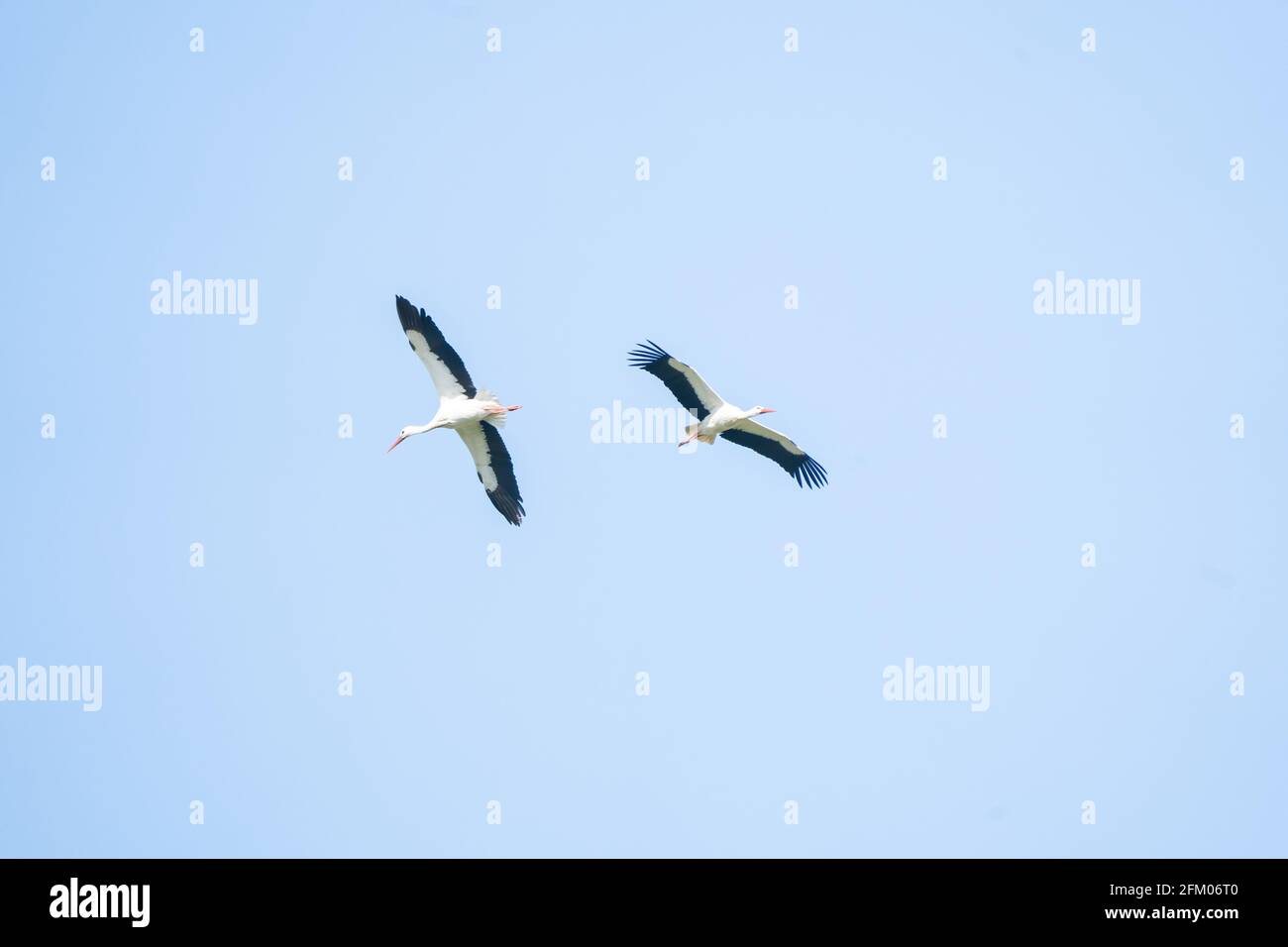Two storks fly high in the blue sky Stock Photo - Alamy
