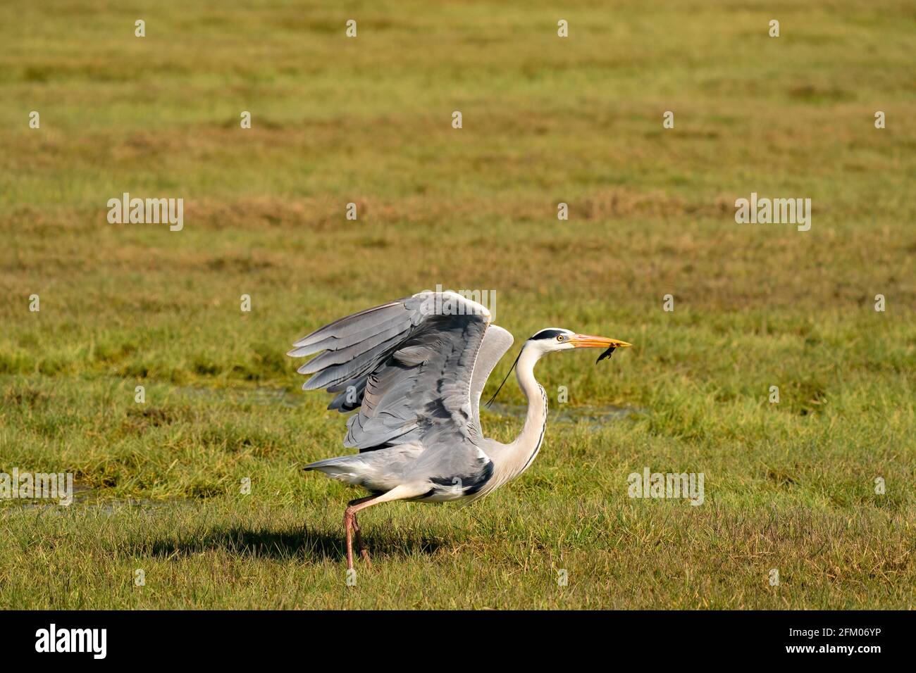 Beautiful gray heron fishes a large insect from a ditch and flies away ...