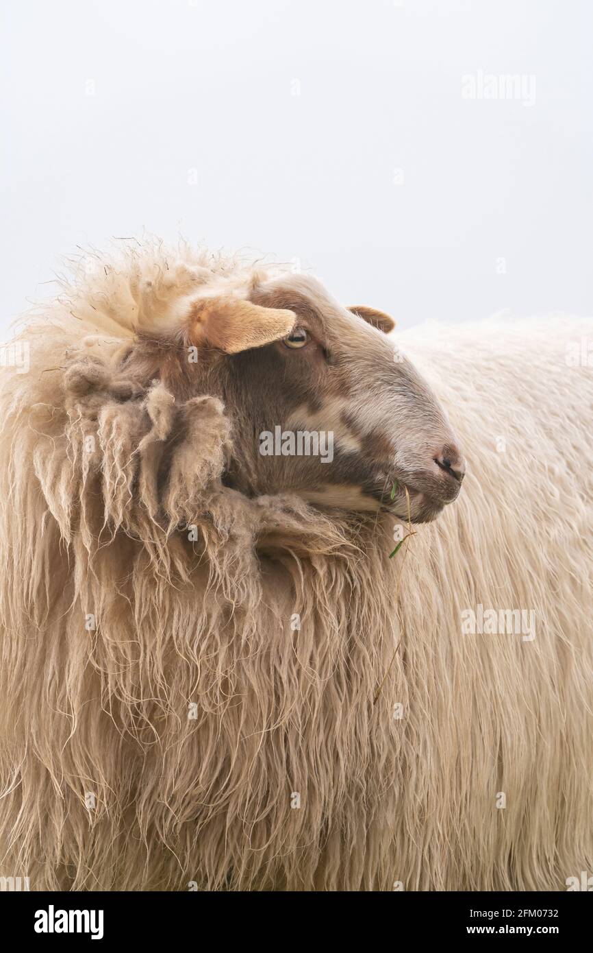 One sheep in the mist. The sheep looks into the camera, detail shot of ...