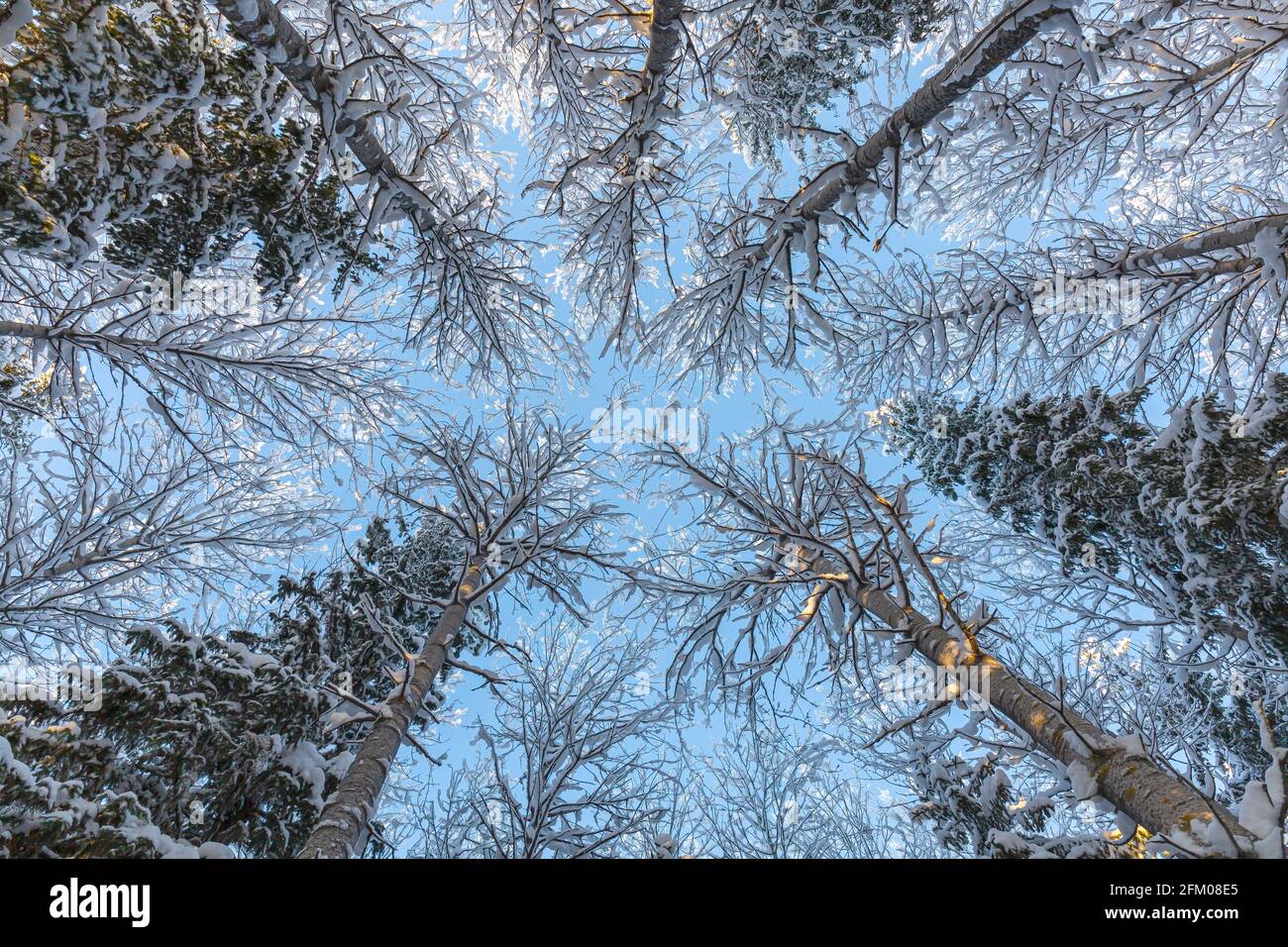 Tops trees in winter forest hi-res stock photography and images - Alamy