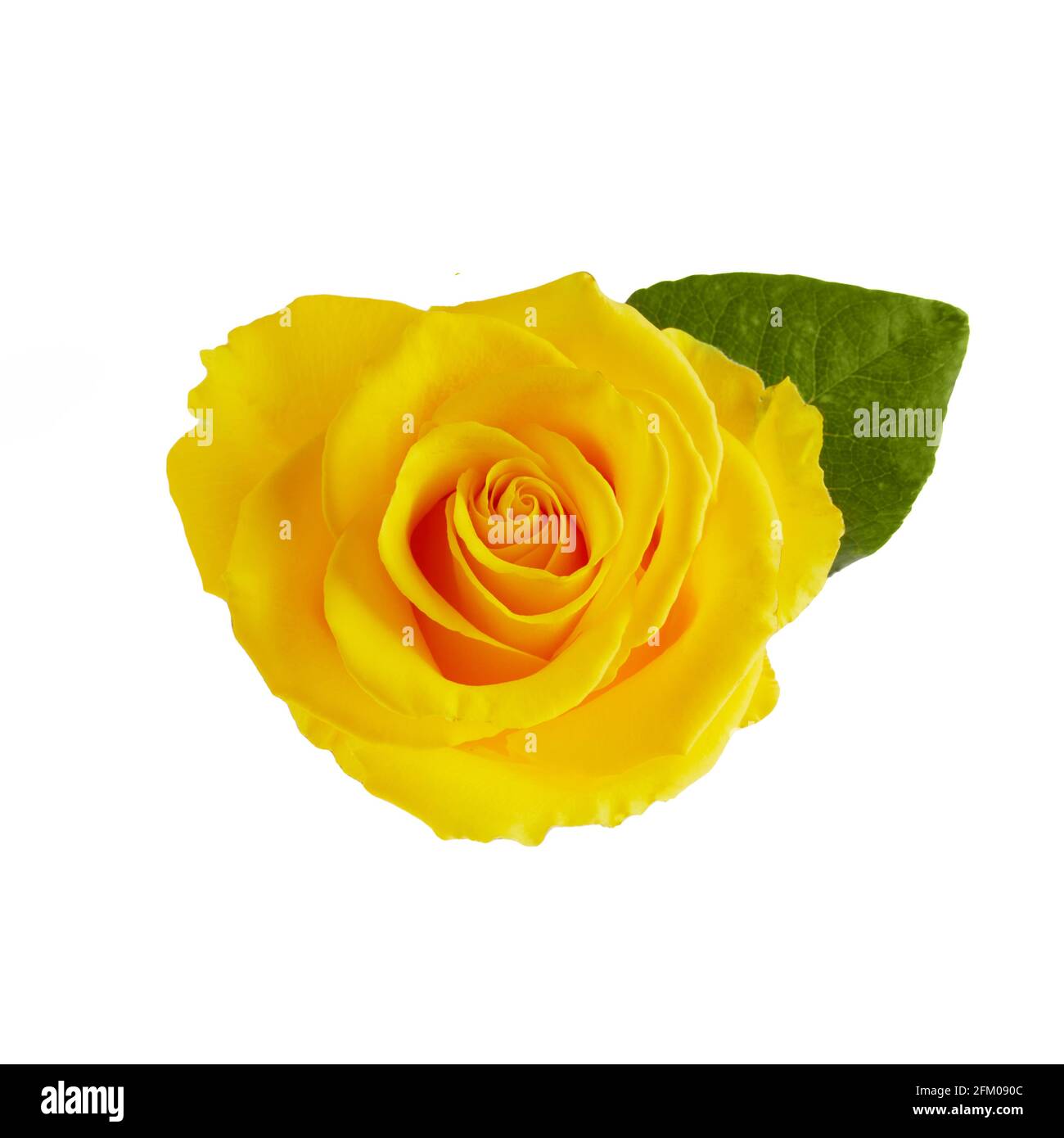 Beautiful yellow rose with leaves isolated on white background Stock ...