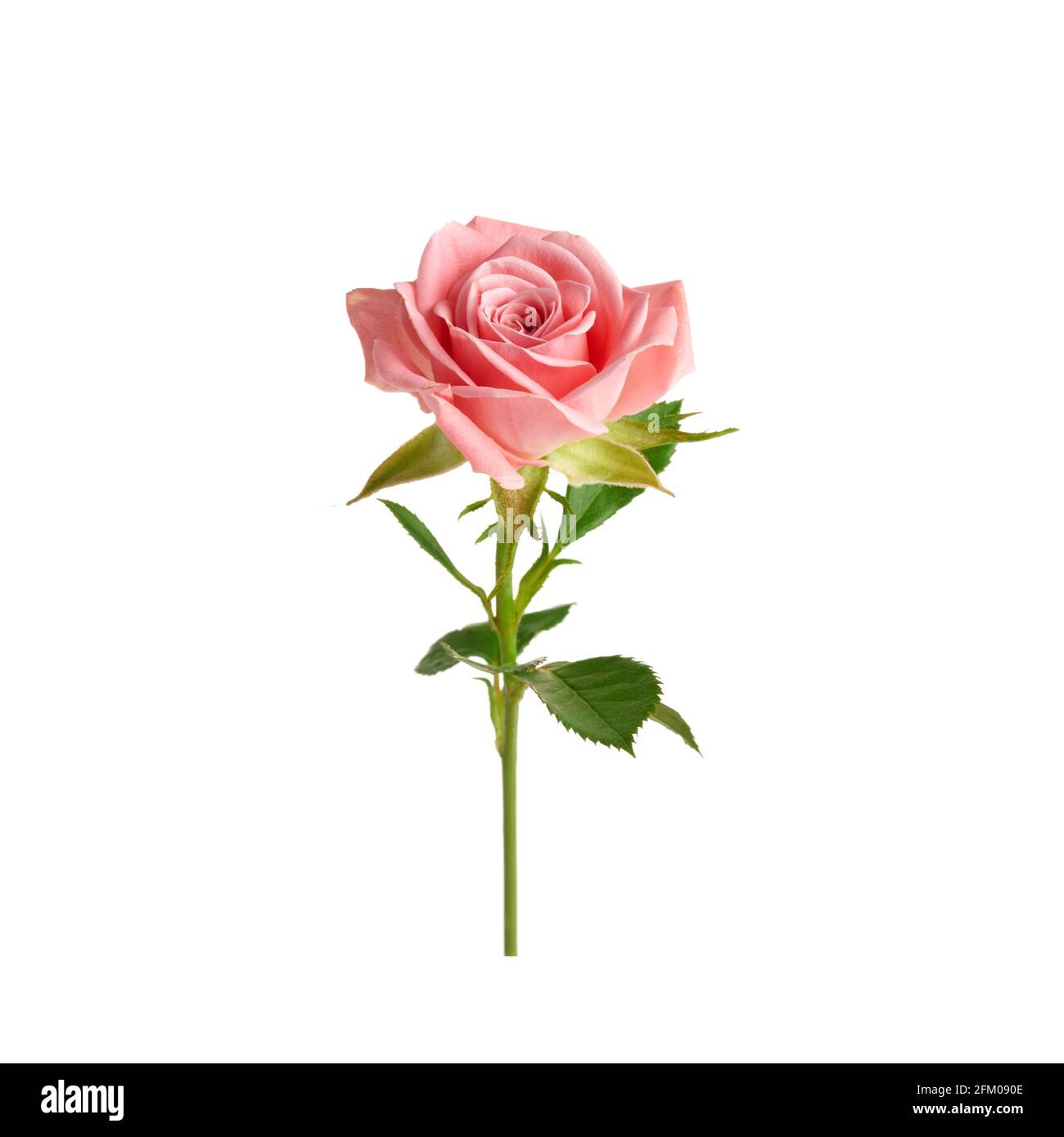 Most Beautiful Single Pink Rose at Gerald Murdock blog