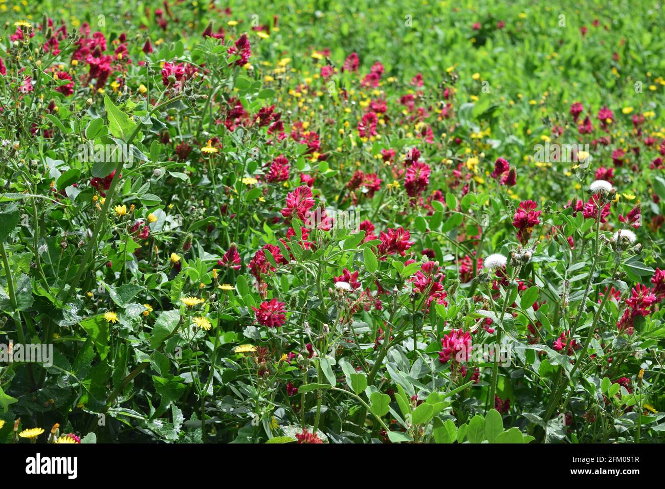 Closeup shot of Sulla coronaria flowers in full bloom in Malta Stock ...