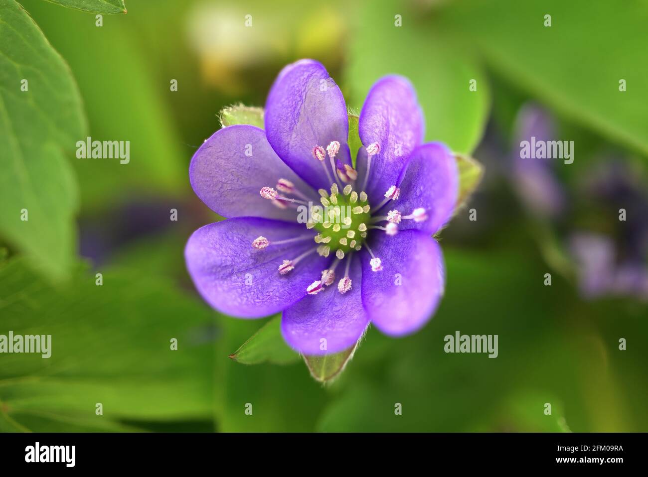 Blue Hepatica Nobilis in close-up, early blooming spring plants on ...