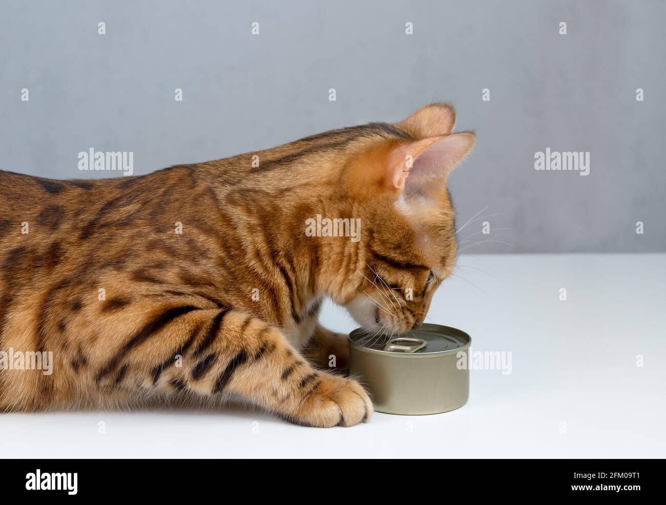 Sniffing cat home hi-res stock photography and images - Alamy