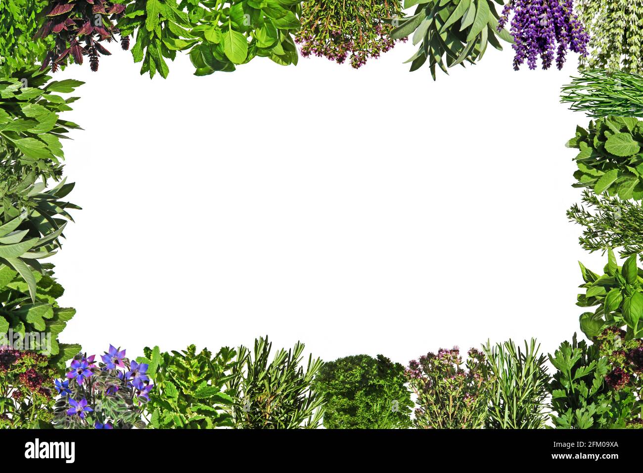 frame from different fresh herbs on white background Stock Photo - Alamy