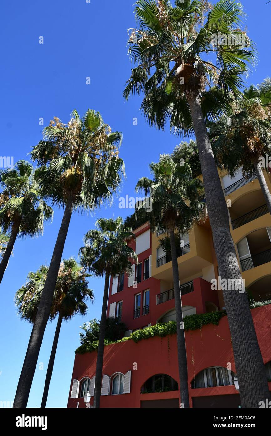 Building with palm trees hi-res stock photography and images - Alamy