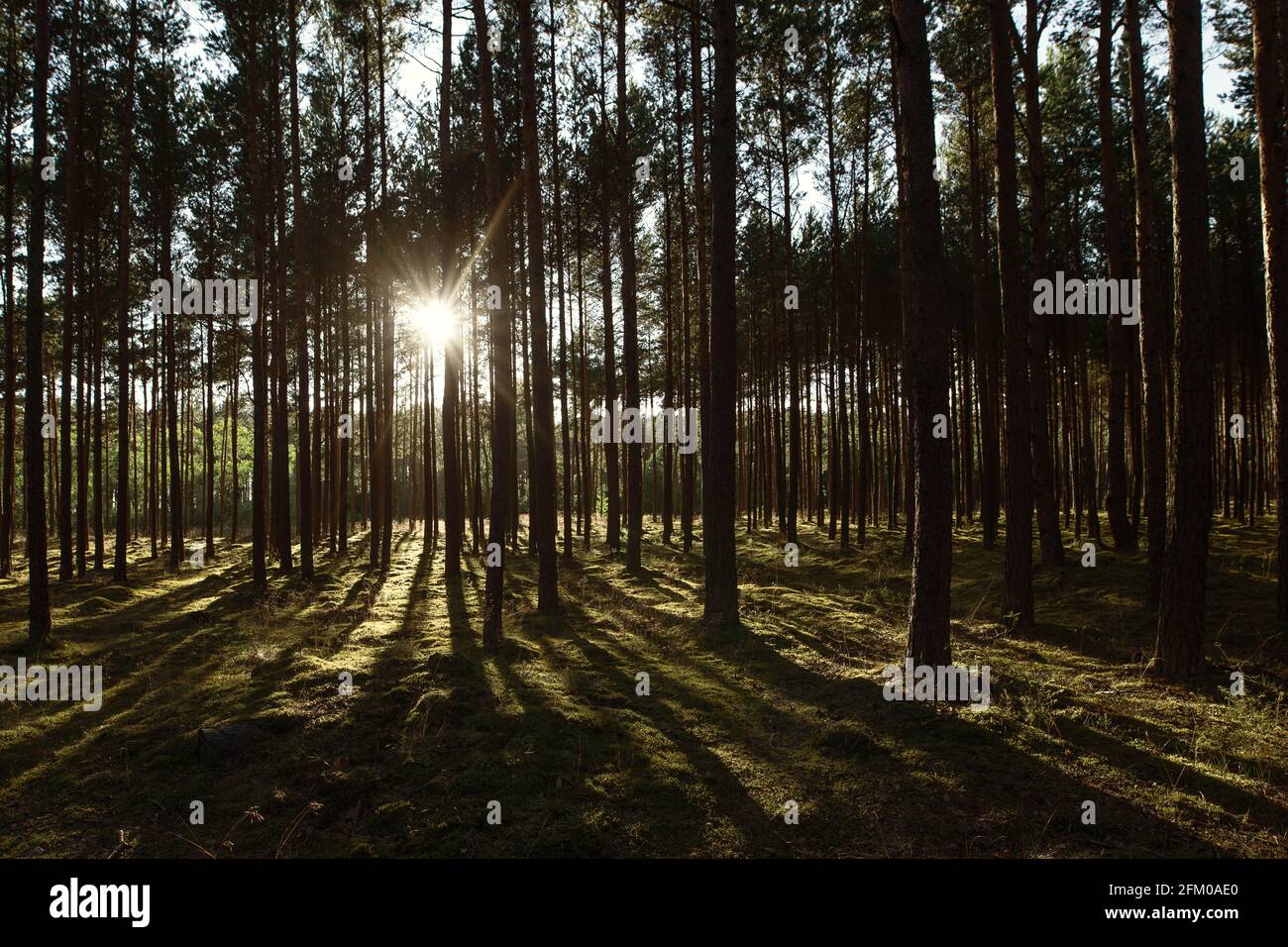The road colors and the tree shadows hi-res stock photography and ...