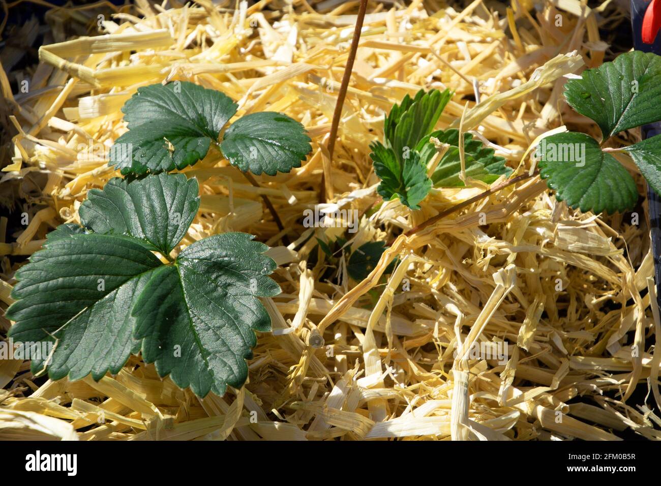 Strawberry bush grow in garden hi-res stock photography and images - Alamy