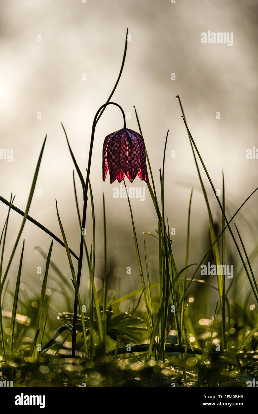 Drooping bell flower hi-res stock photography and images - Alamy