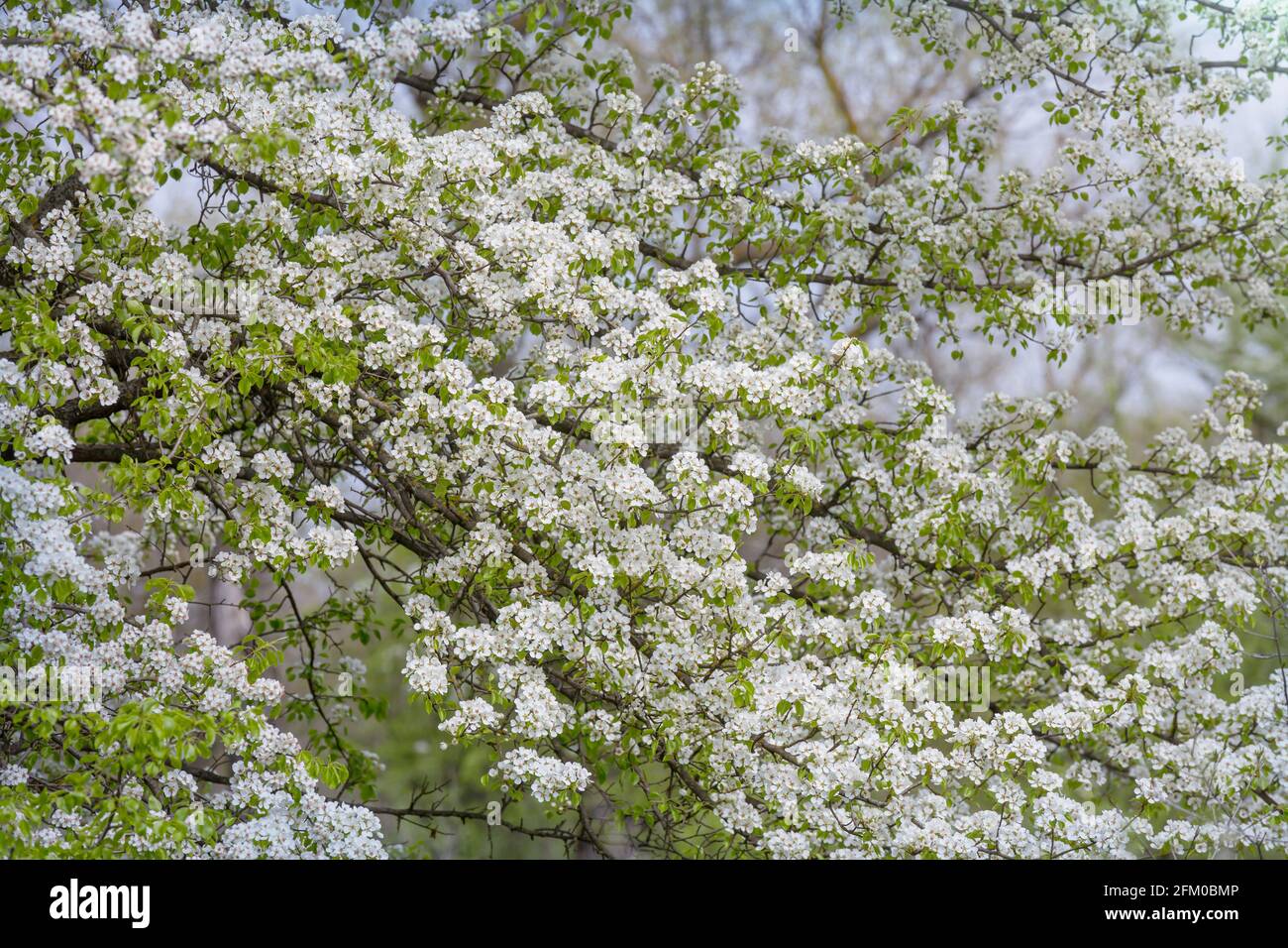 Blossoming tree in spring garden. Beautiful spring natural background ...