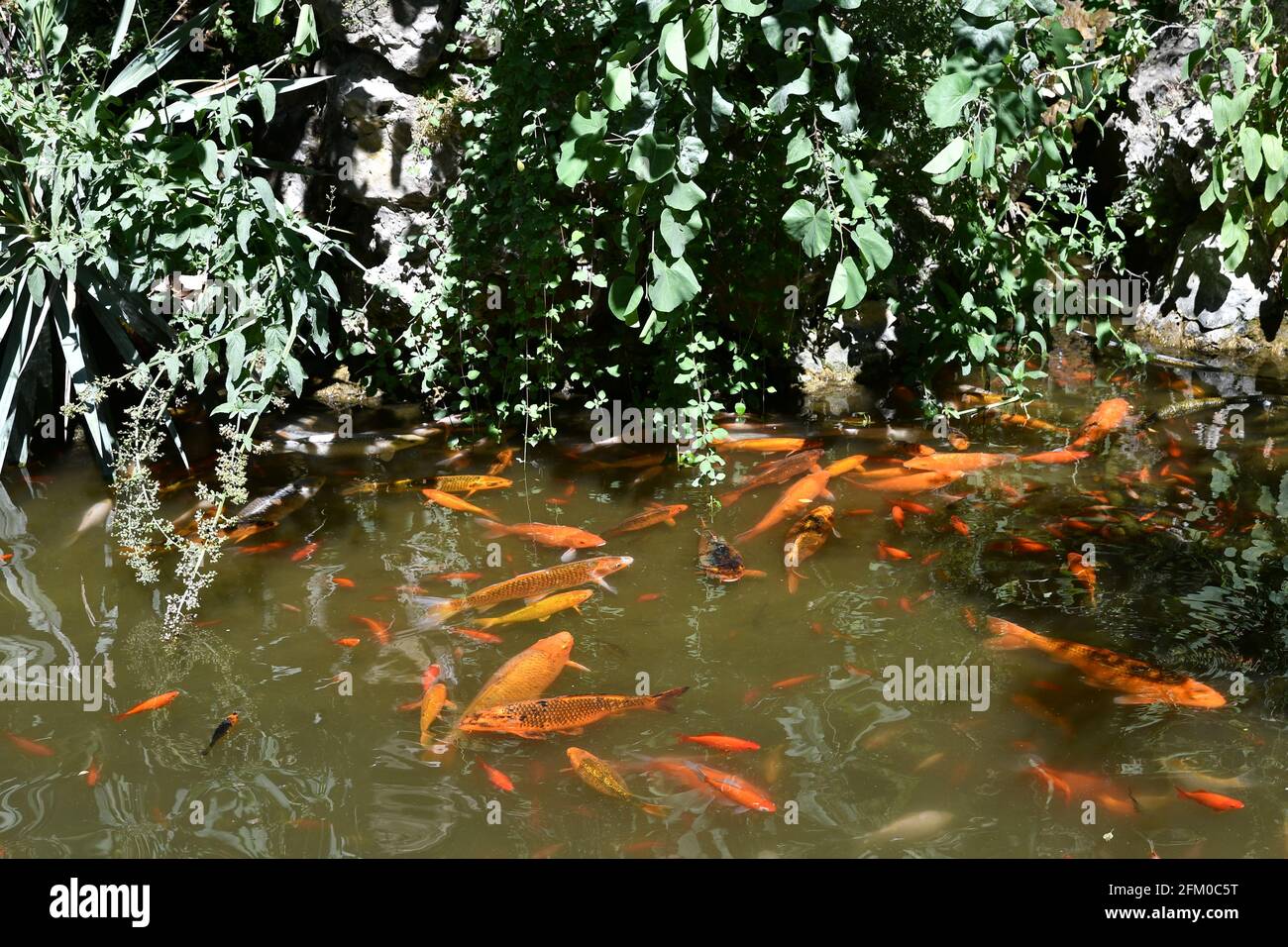 Chinese fish hi-res stock photography and images - Alamy