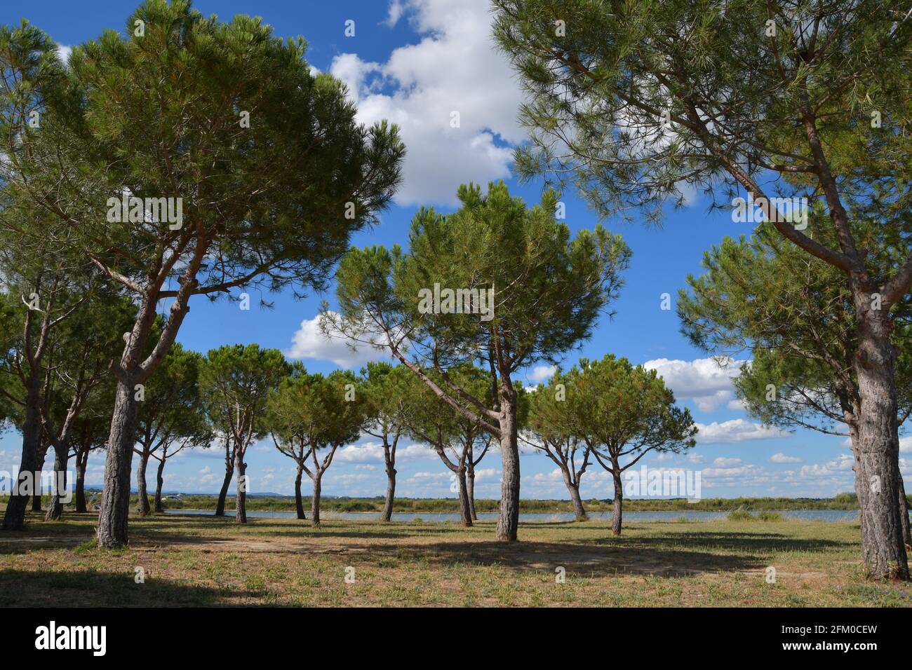 Green forest in france hi-res stock photography and images - Alamy