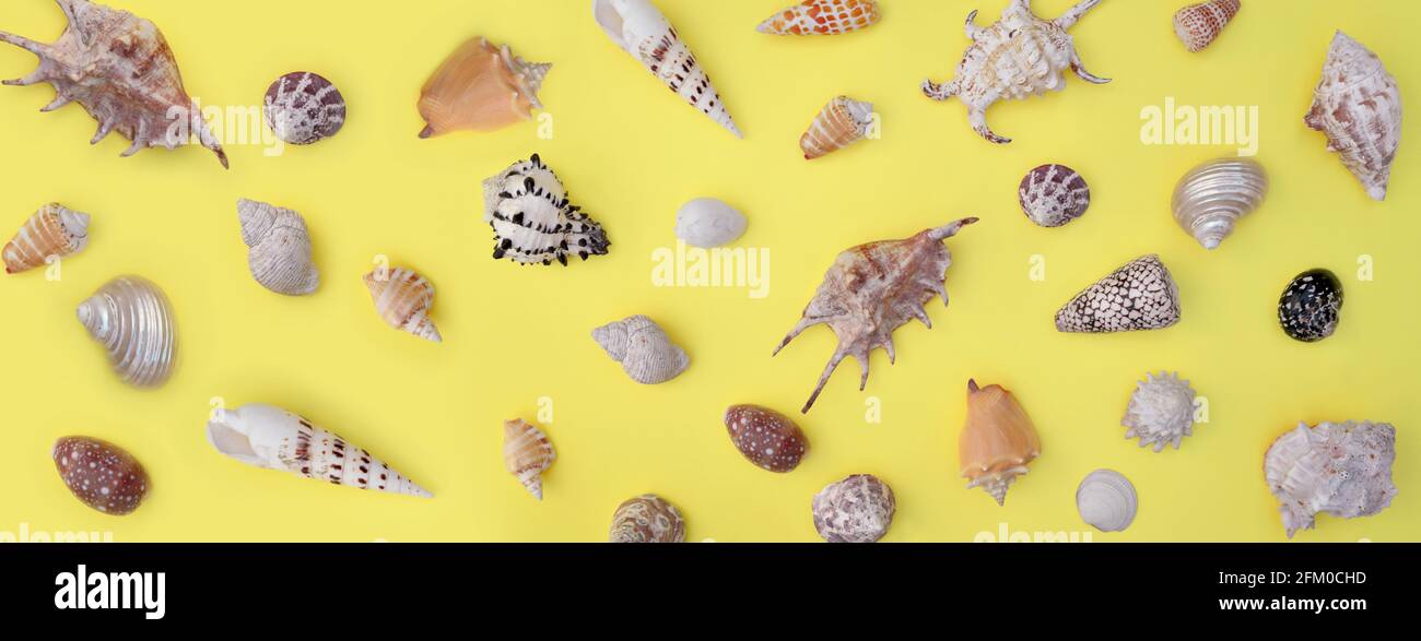 collection of exotic seashells arranged on whole yellow background ...