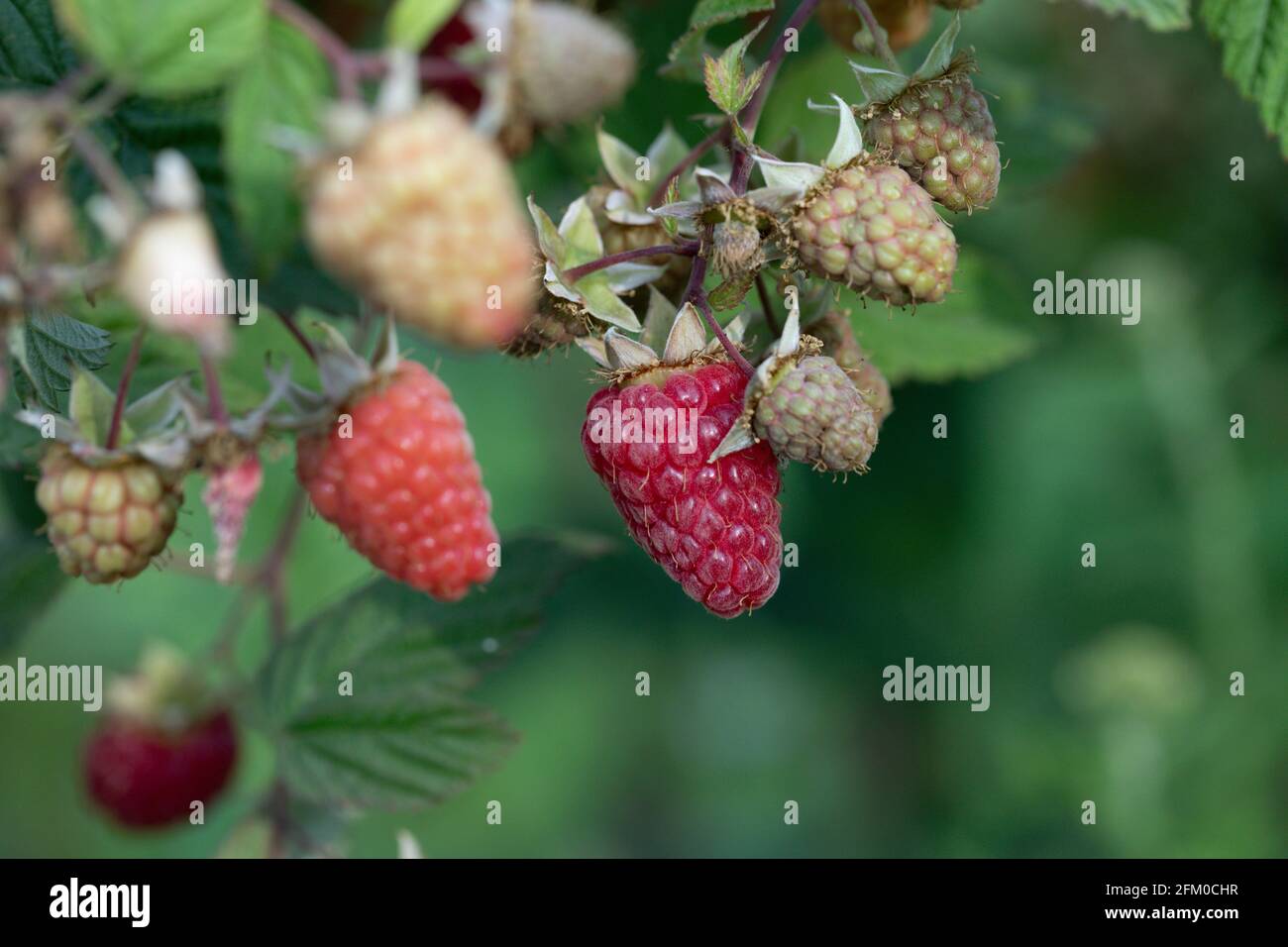 branch with ripe and unripe raspberries in fruit garden on blur green ...