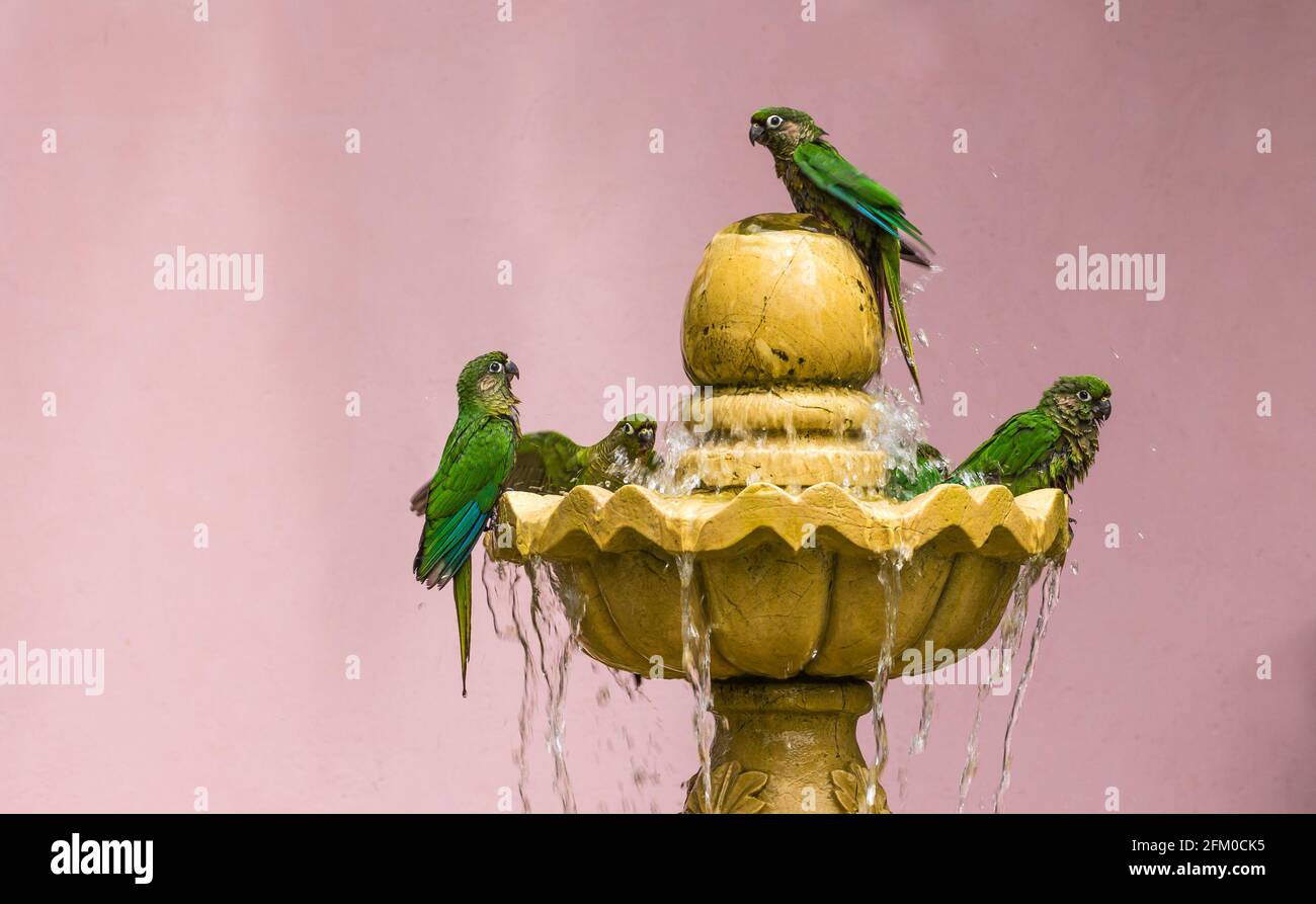 Shot of a group of Maroon-bellied Parakeet drinking water Stock Photo ...