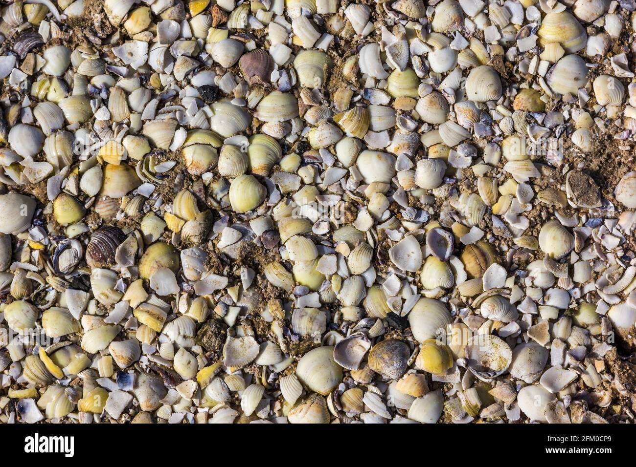 Shot of shells on the beach Stock Photo - Alamy