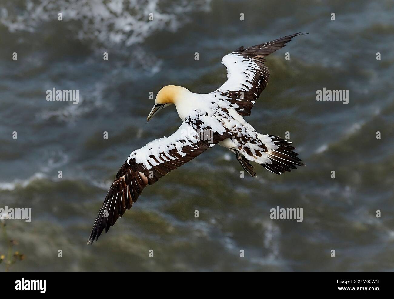Gannet plumage hi-res stock photography and images - Alamy