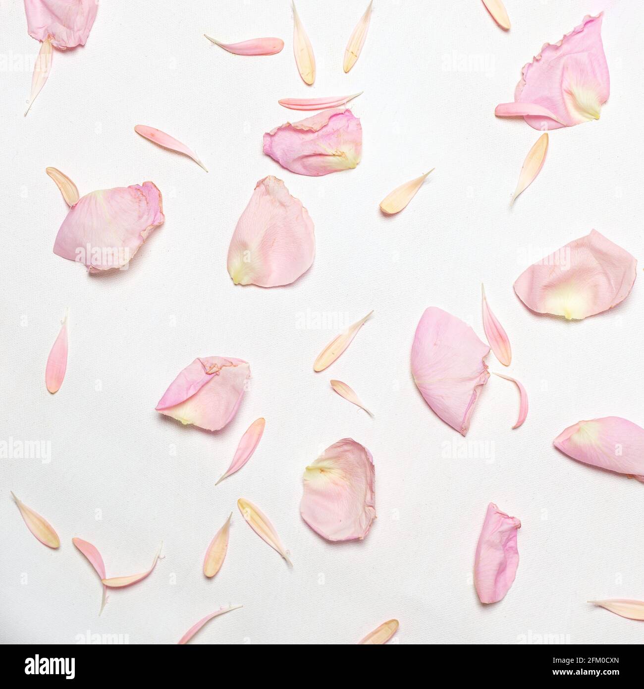 Scattering petals hi-res stock photography and images - Alamy