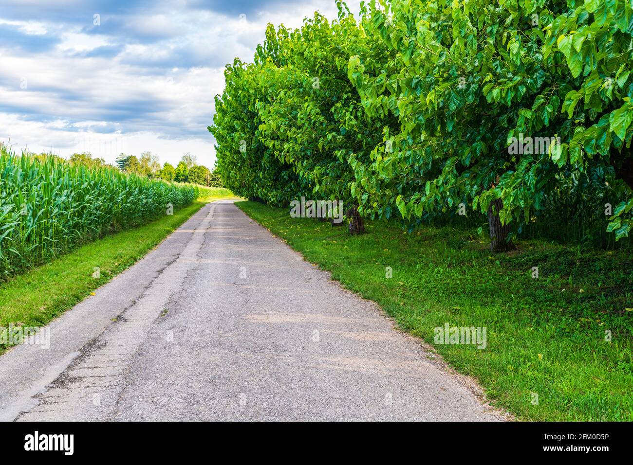 In the woods among the mulberry trees Stock Photo - Alamy
