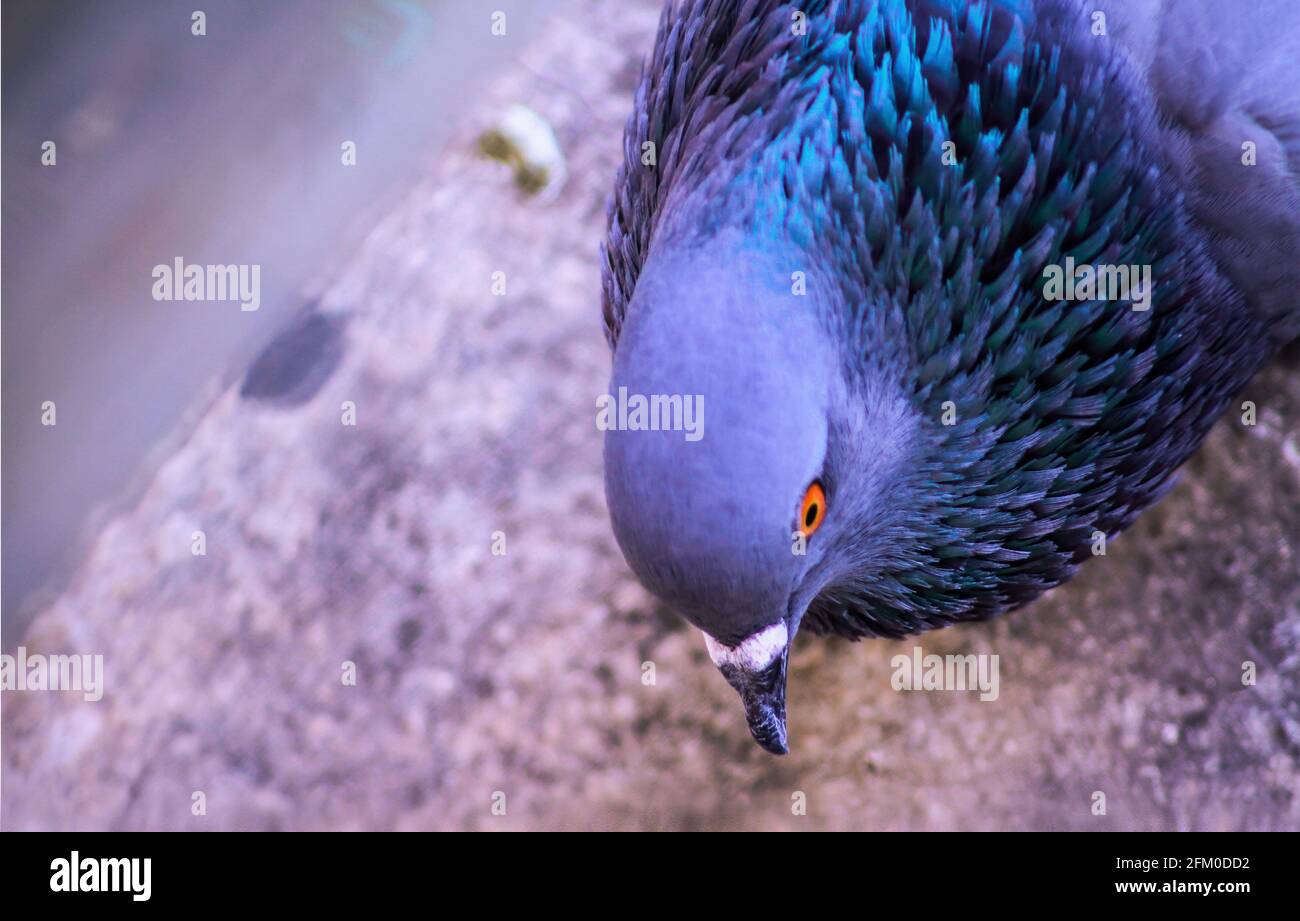 Rock dove or common pigeon or domestic pigeon or feral pigeon head ...